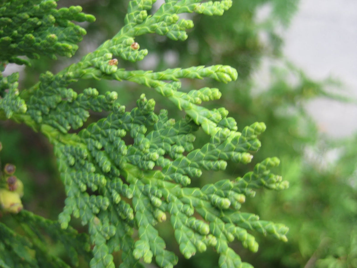 Juniper – Just Witchy's